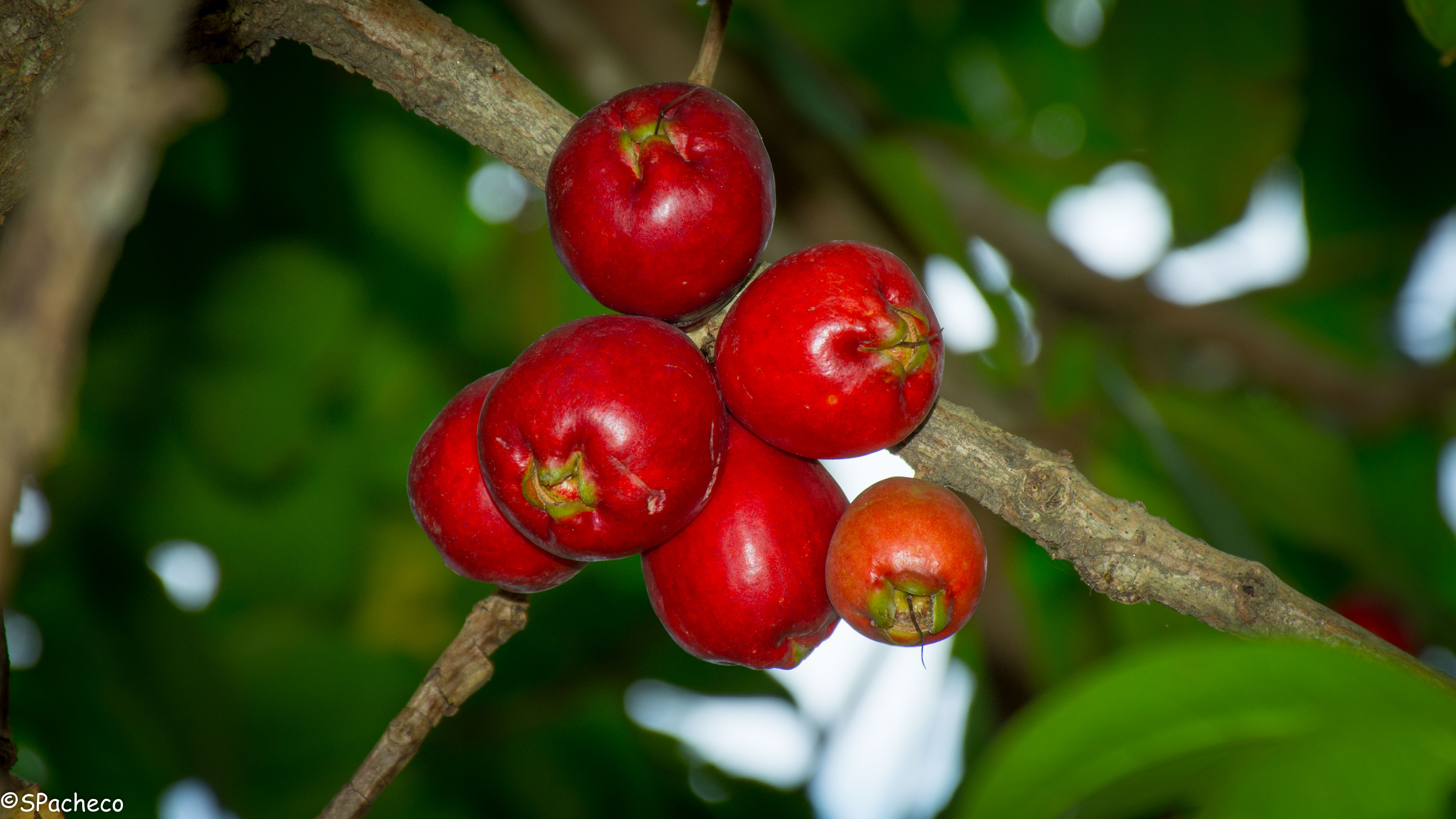 Fotos de Jambo- Syzygium malaccense