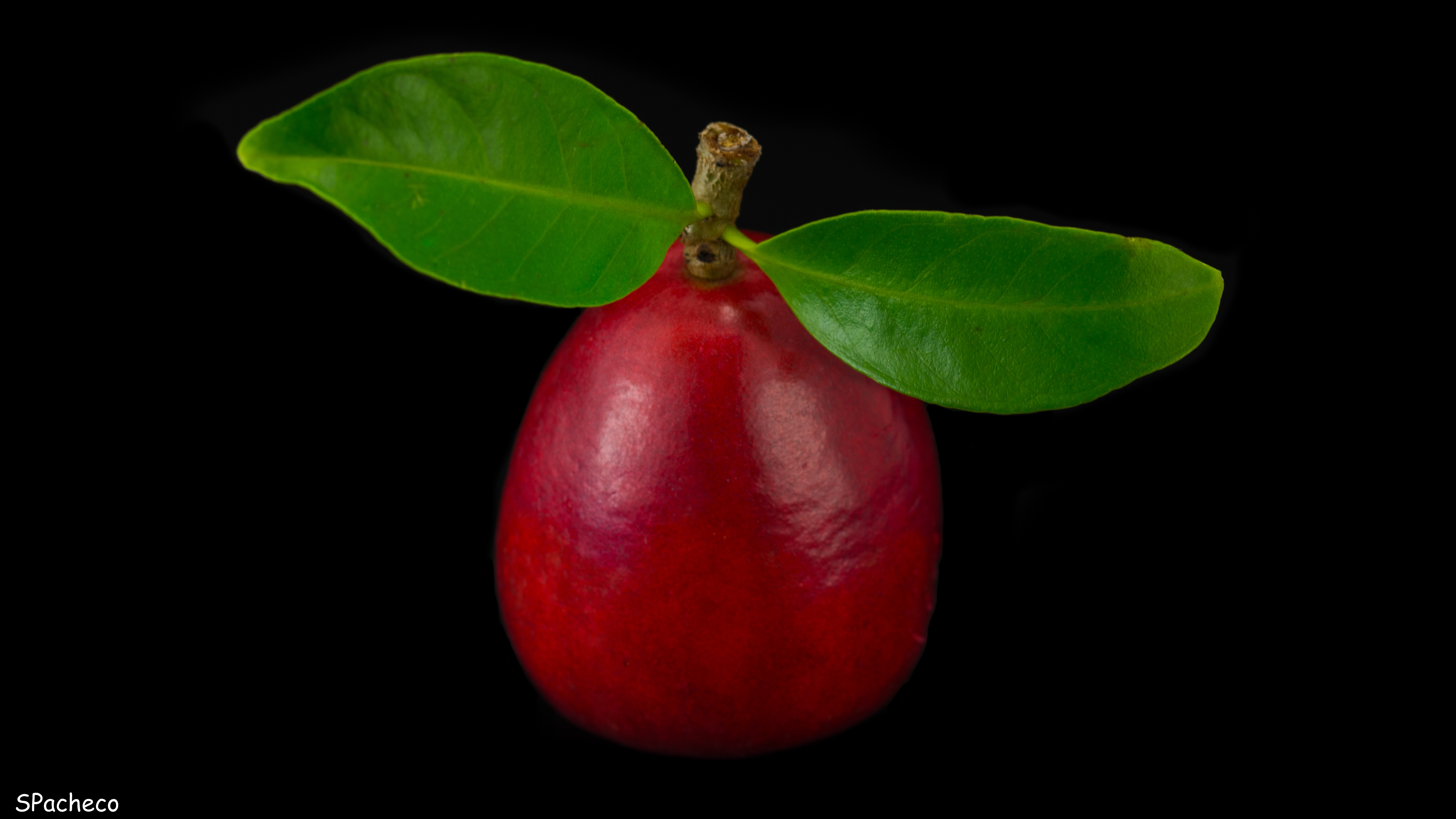 Fotos de Jambo- Syzygium malaccense