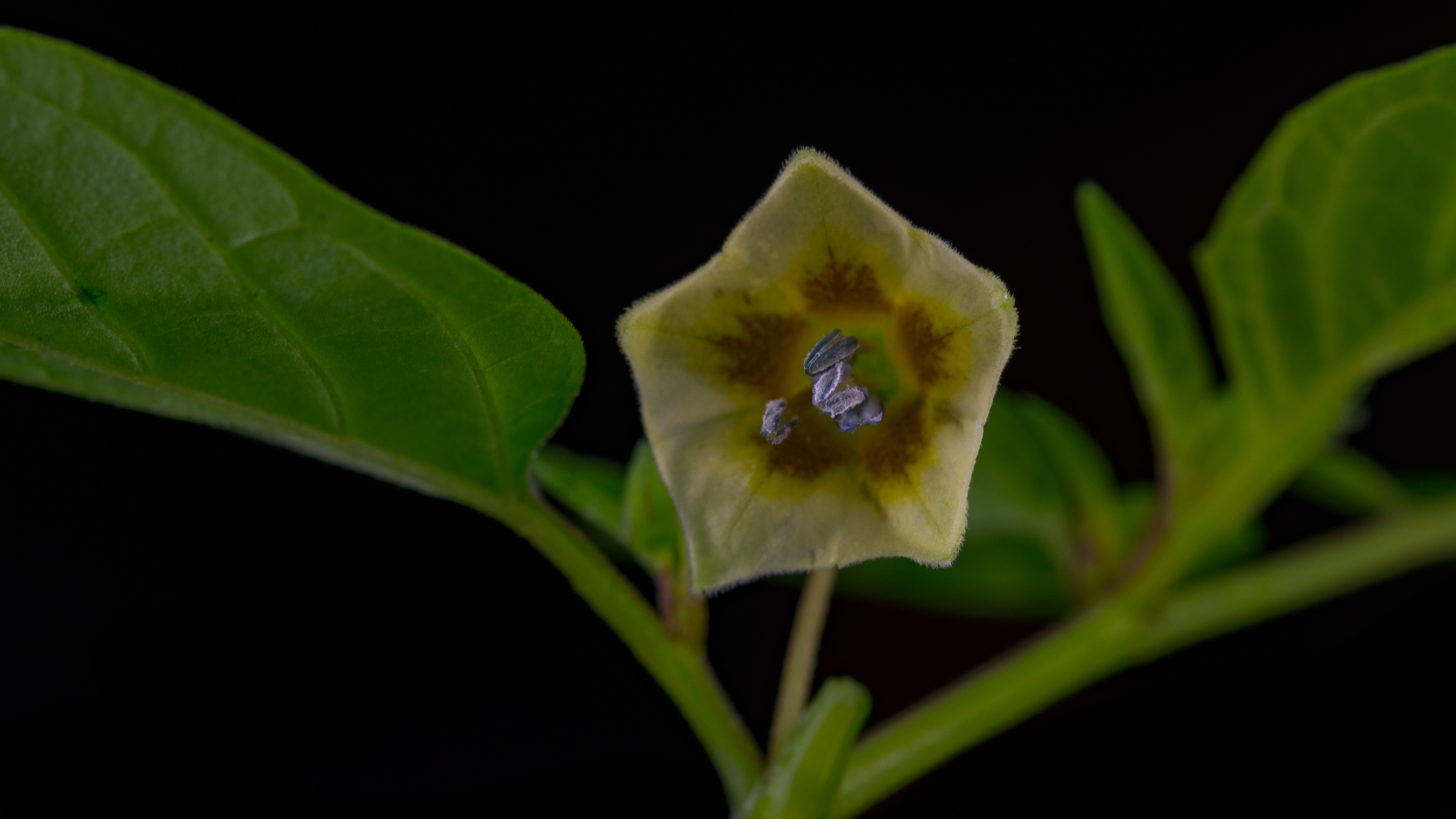 Fotos de Physalis - Physalis angulata